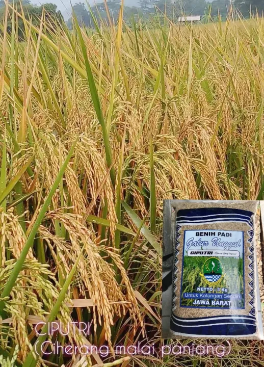 Benih padi ciputri (ciherang malay panjang) kemasan 5kg | Lazada Indonesia