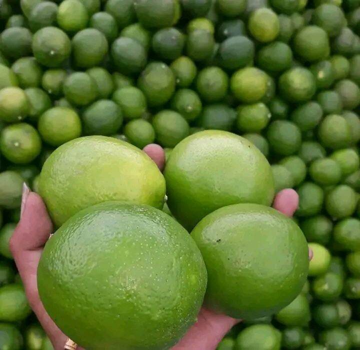 BUAH LEMON CALIFORNIA HIJAU 1KG | Lazada Indonesia