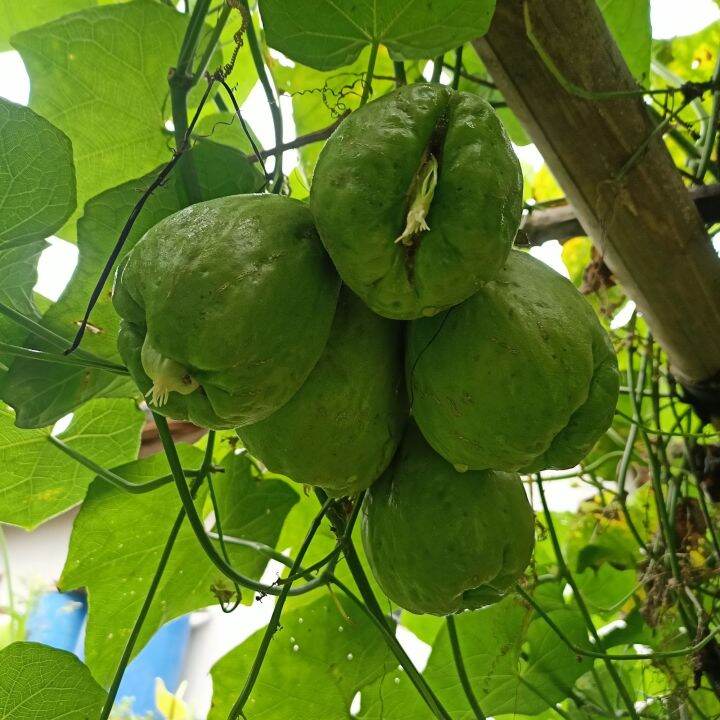 bibit labu siam baby BIBIT LABU SIAM ANGGUR / LABU JEPANG / LABU PEKON ...