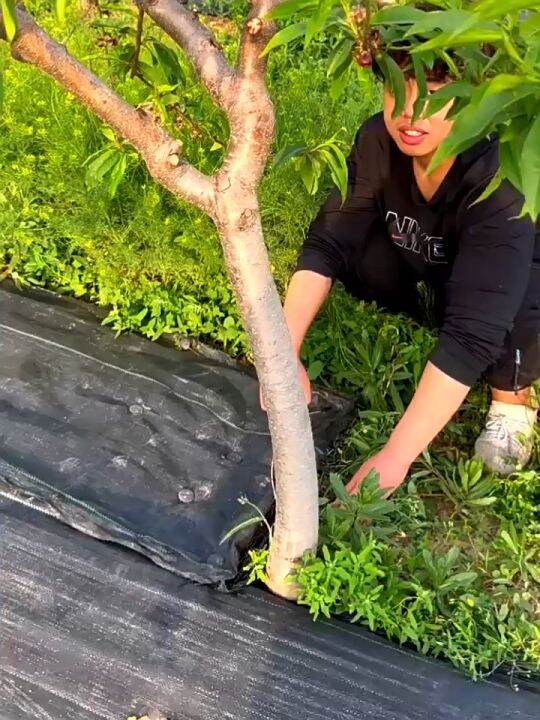 1M X 100M Aggricultural And Farming Anti Grass Cloth for Plant ...