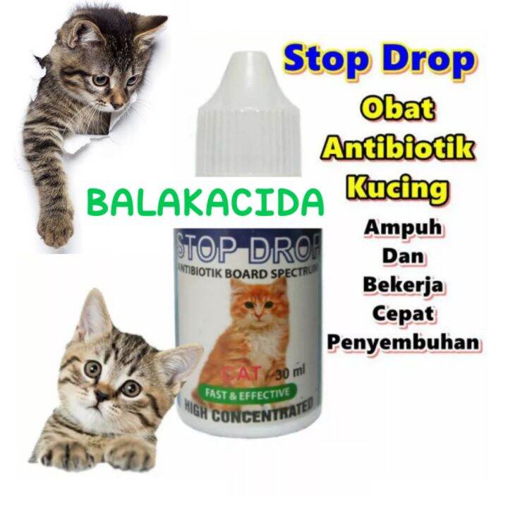 Obat Kucing Antibiotik Obat Demam Flu Batuk Diare Dan Gejala Virus Pada ...
