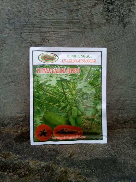 Benih Pepaya California Calina (IPB 9) Kemasan 10 gram | Lazada Indonesia