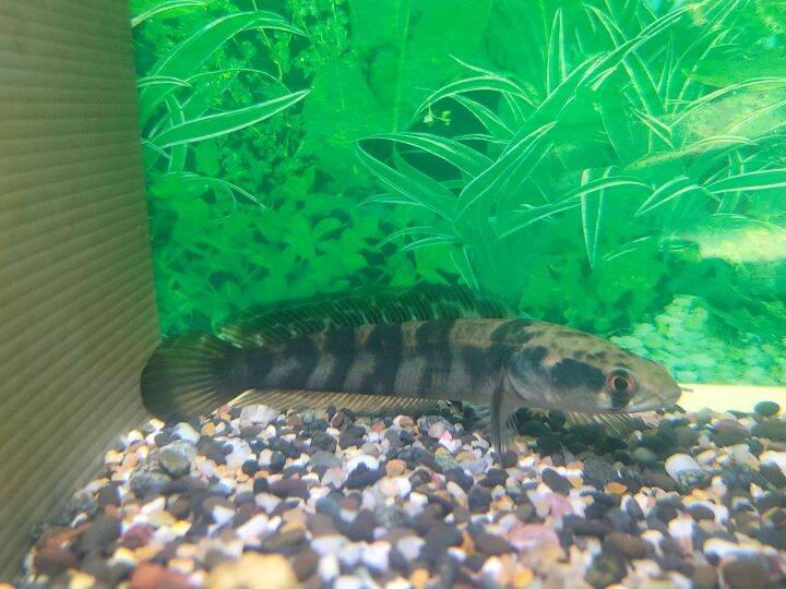 Channa Maru Red Barito 7 inci | Lazada