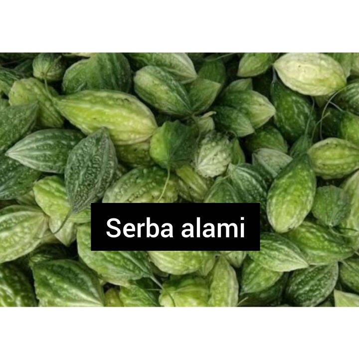 jual buah pare hutan atau pare gengge segar 200 grm | Lazada Indonesia