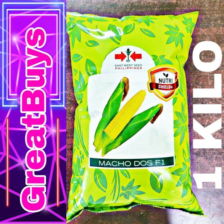 MACHO DOS F1 HYBRID CORN SEEDS (1 KILO) EAST WEST | Lazada PH