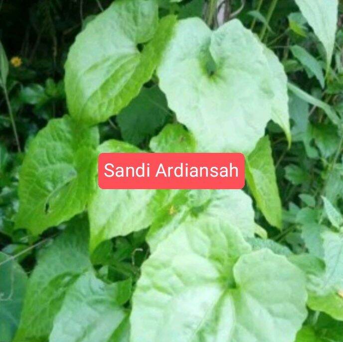 Daun sembung rambat segar paket 1 kg | Lazada Indonesia