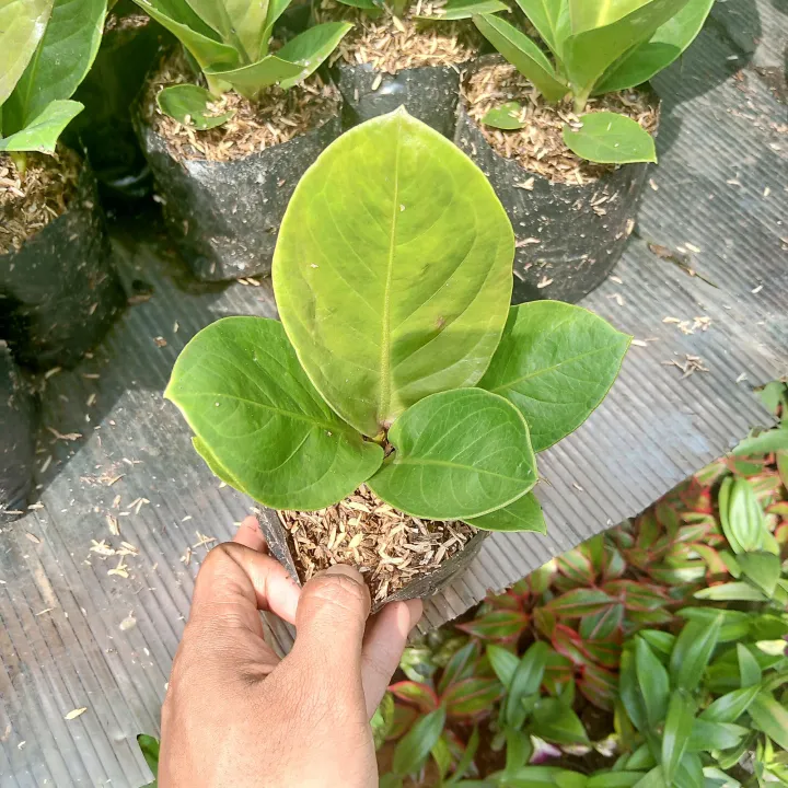 tanaman hias hidup bunga anthurium jemani mangkok tornado bibit ready ...