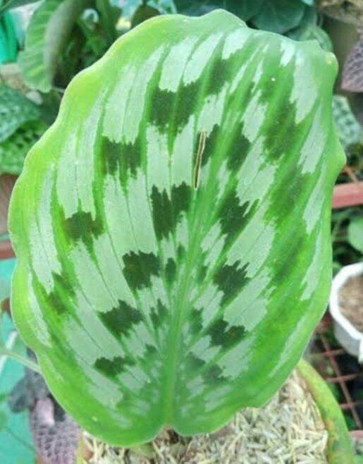 Calathea Ginger Peacock | Lazada PH