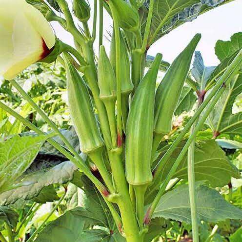 OKRA SEEDS REPACK 10 PESOS ONLY | Lazada PH