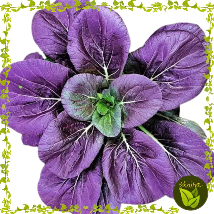 binhi pantanim 10 - 20 seeds purple pak choi pechay vegetable outdoor ...