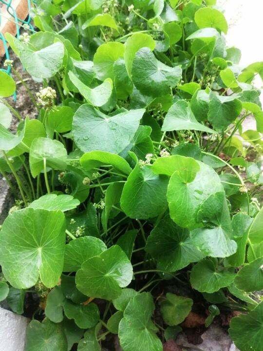 Pegaga / Daun Pegaga /Pokok Pegaga /Centella Asiatica | Lazada