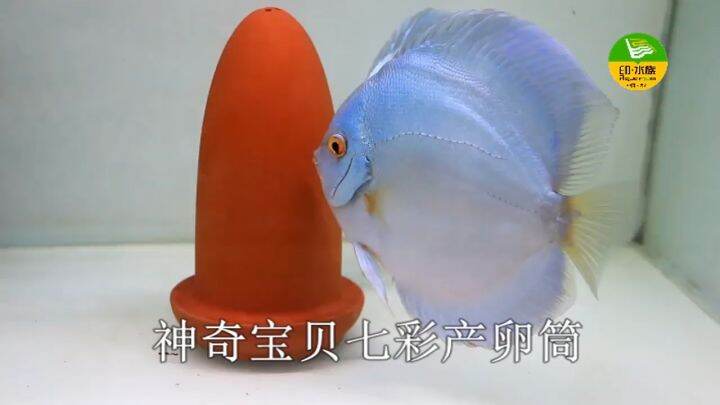 Ceramic Fish Breeding Cones Cave 21cm Discus Fish And Angelfish Fish ...