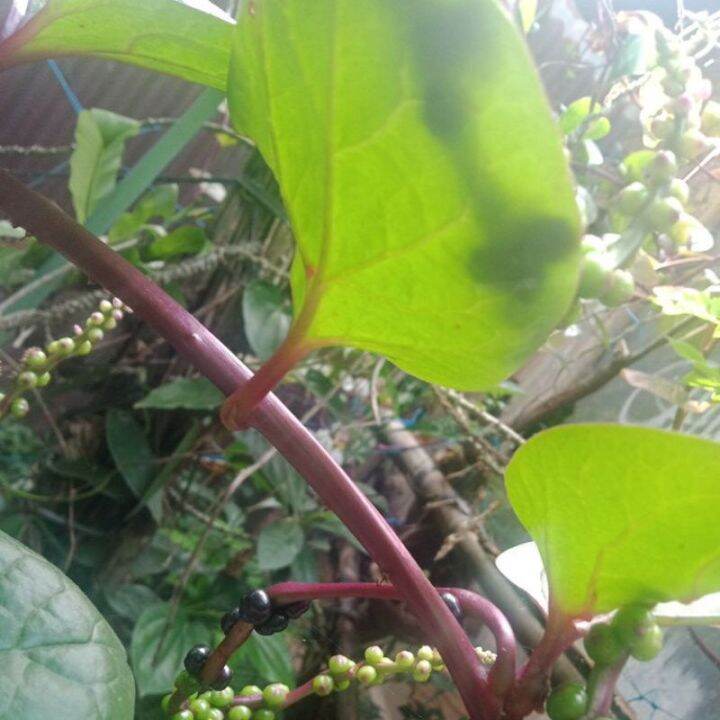 setek pohon binahong 10 biji | Lazada Indonesia