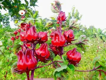 Red Atiso Flower | Best Flower Site