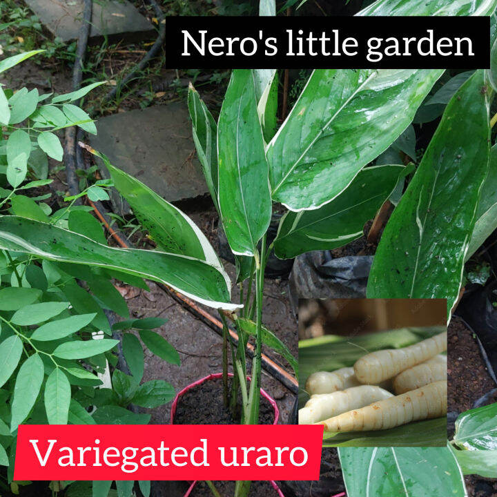 nero's variegated uraro arrow root. | Lazada PH