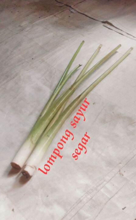 10 batang Lompong sayur segar | Lazada Indonesia