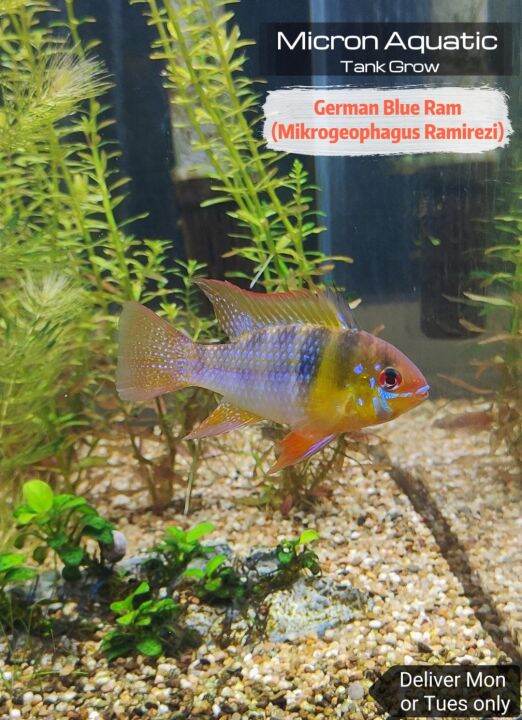 [DOA] German Blue Ram (Mikrogeophagus Ramirezi) | Lazada