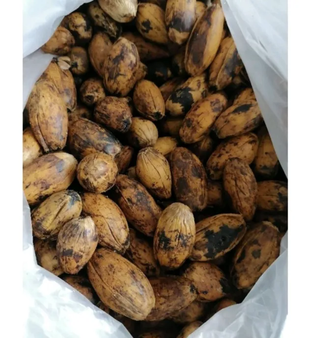 moma/betel nut | Lazada PH