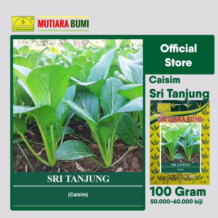 Benih Caisim Sri Tanjung 100 Gram isi 50.000-60.000 Original Mutiara ...
