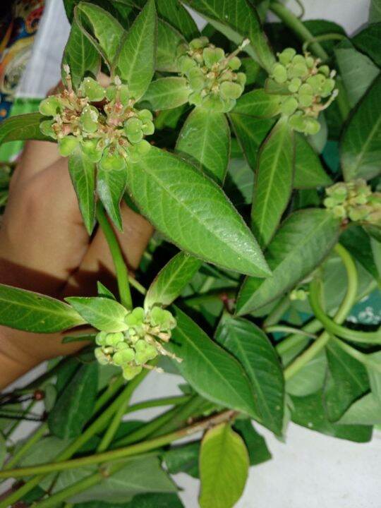 DAUN SENA ATAU DAUN SUNDUK MENTUL KATE EMAS SEGAR PER 500 GRAM | Lazada ...