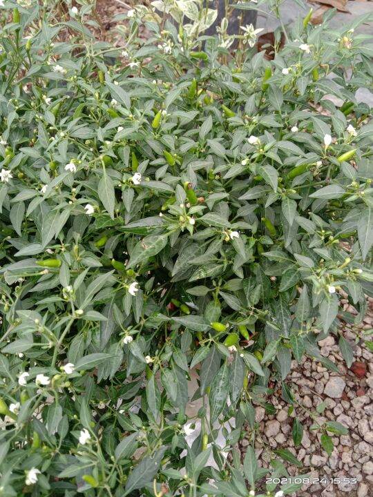 Pokok Cili Padi Kampung Cameron | Lazada