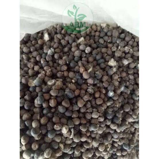 Biji kapuk / klenteng | Lazada Indonesia