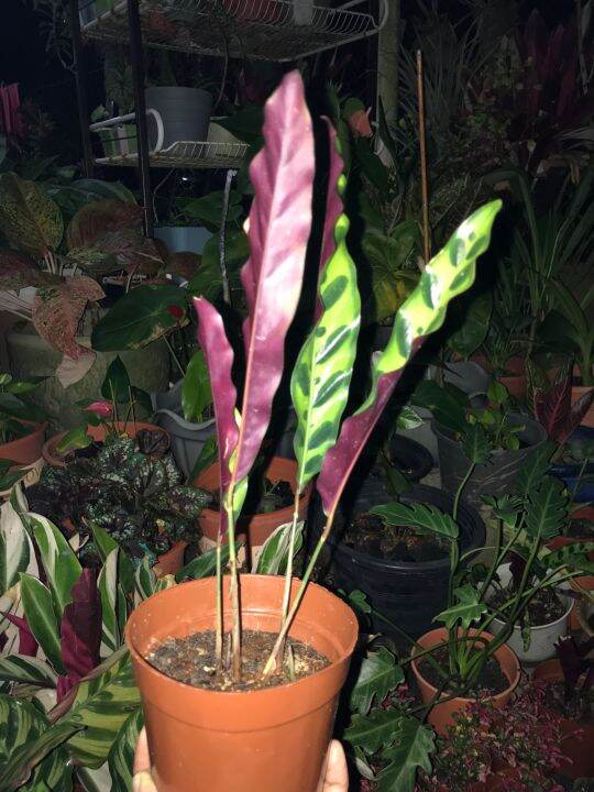 Calathea lancifolia / Rattlesnake plant / Goeppertia insignis / Live ...