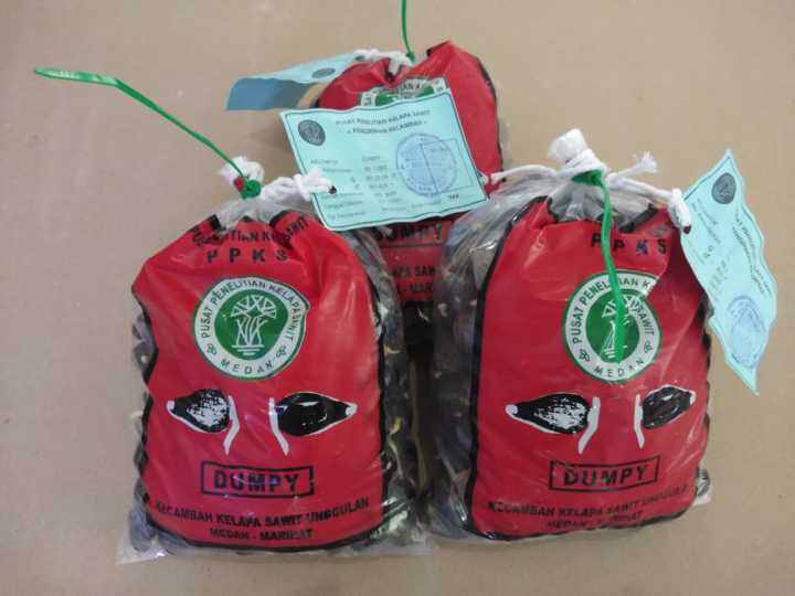 benih kecambah sawit Dxp MARIHAT DUMPY | Lazada Indonesia