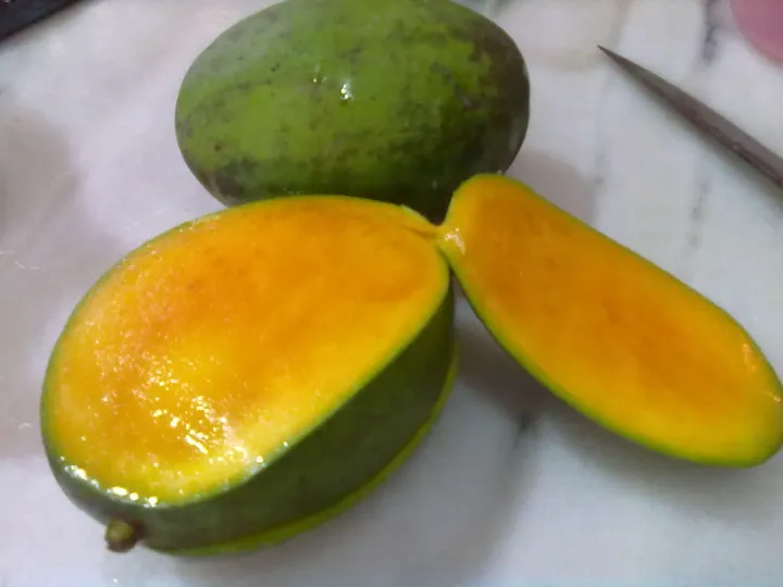 Pokok kahwin buah kuini / kuinin / fragrant mango / mangifera odorata ...