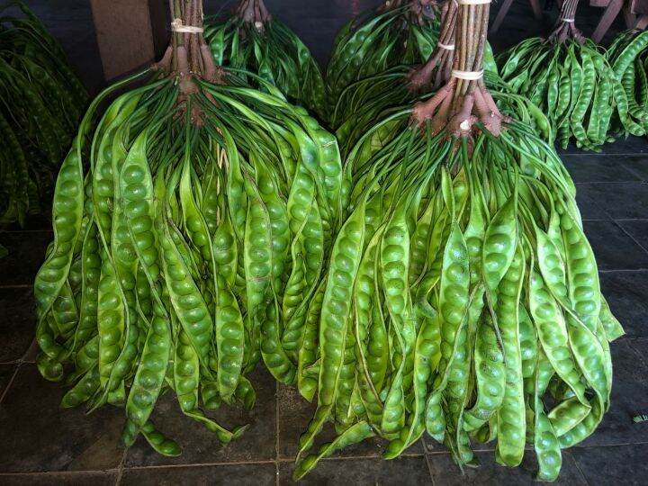PETAI/PETE JAWA / KACANG ISI 10 papan/lonjor SUPER | Lazada Indonesia