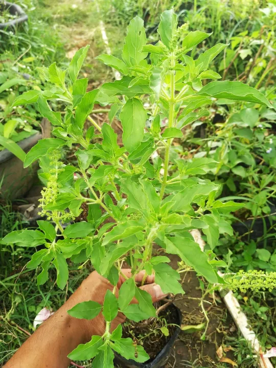 Bibit Tanaman Ruku Ruku Pohon Daun Ruku Ruku | Lazada Indonesia