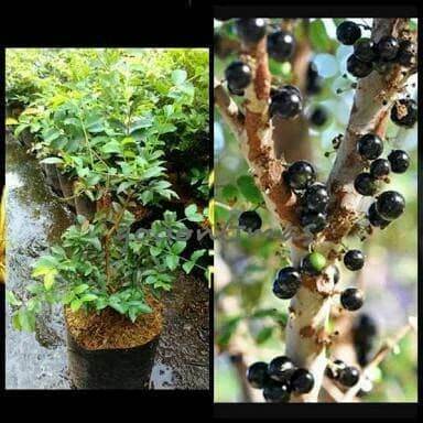 bibit tanaman buah anggur brazil anggur pohon | Lazada Indonesia