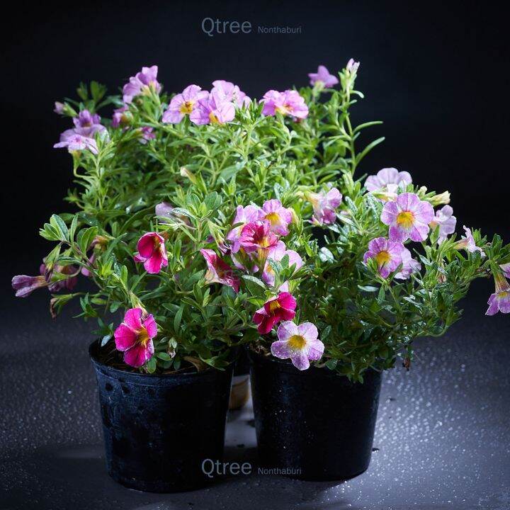 ต้นพิทูเนียแคระแบบคละสี calibrachoa mini petunias ส่งแบบมีดอกในกระถาง ...
