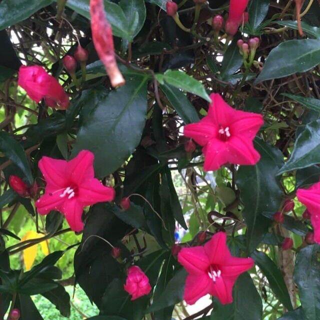 Pokok bunga menjalar cardinal creeper (ipomea horsefalie) | Lazada