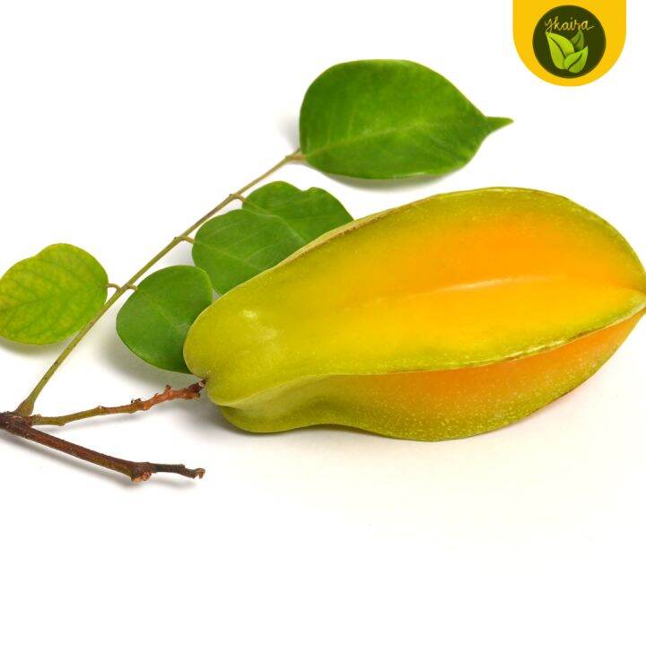 50 seeds for planting binhi pantanim balimbing starfruit outdoor plant ...
