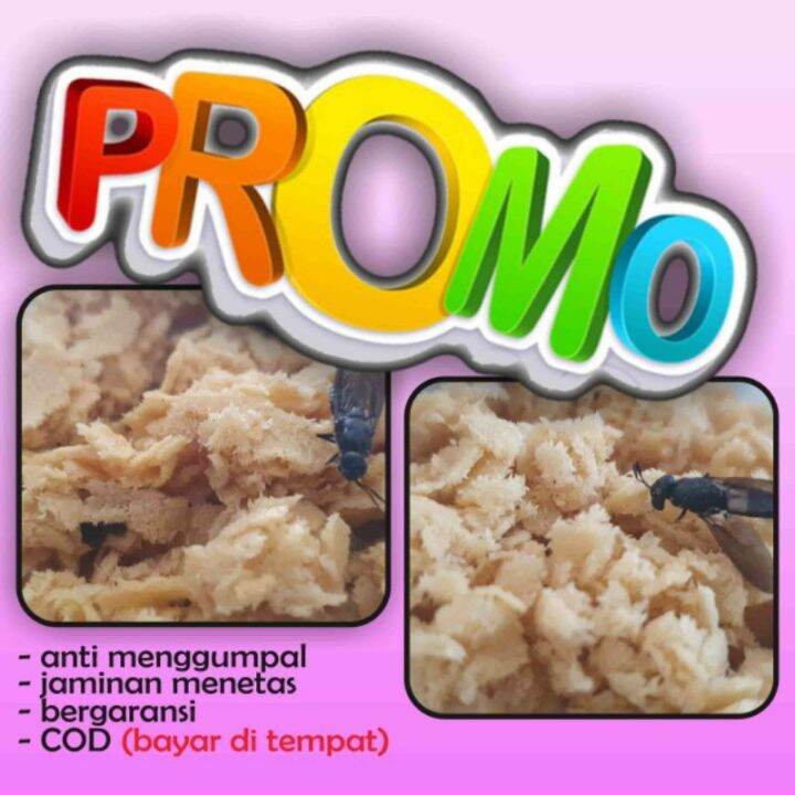 telur maggot bsf 5 gram prepupa | Lazada Indonesia