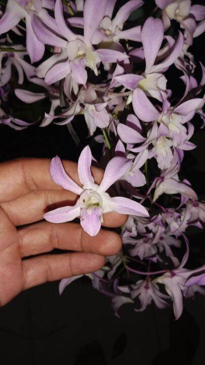 Anggrek Dendrobium Carsar Azima | Lazada Indonesia