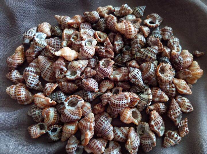 Cangkang Kerang Siput Laut Titufa Kecil 100 gram | Lazada Indonesia