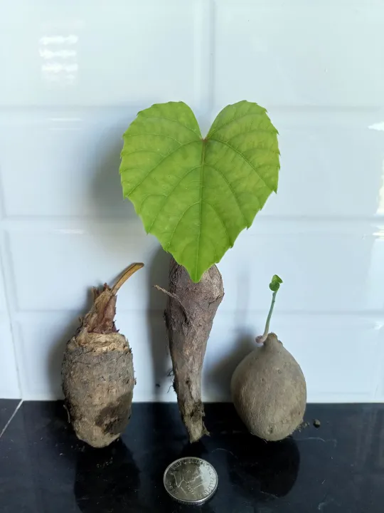 Caudex Bundle 2 (Stephania erecta, Cissus Repanda and Cycas siamensis ...