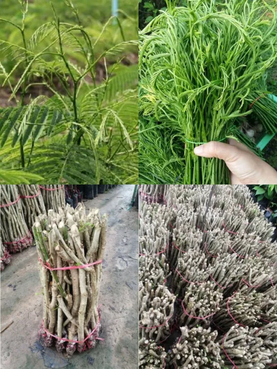 ชะอม1มัด(50กิ่ง)พร้อมปลูกพร้อมส่ง(รับประกันสินค้าชำรุดเคลมฟรี) | Lazada ...