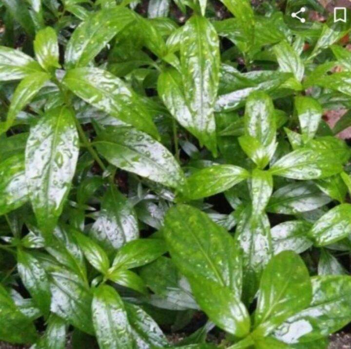 Pokok Hempedu Bumi Plant/ Hepatitis/Ubat kencing Manis | Lazada