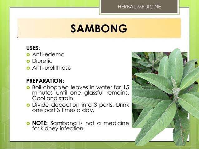 SAMBONG LEAVES FRESH / FRESH DAHON NG SAMBONG / Ngai Camphor 50 leaves ...