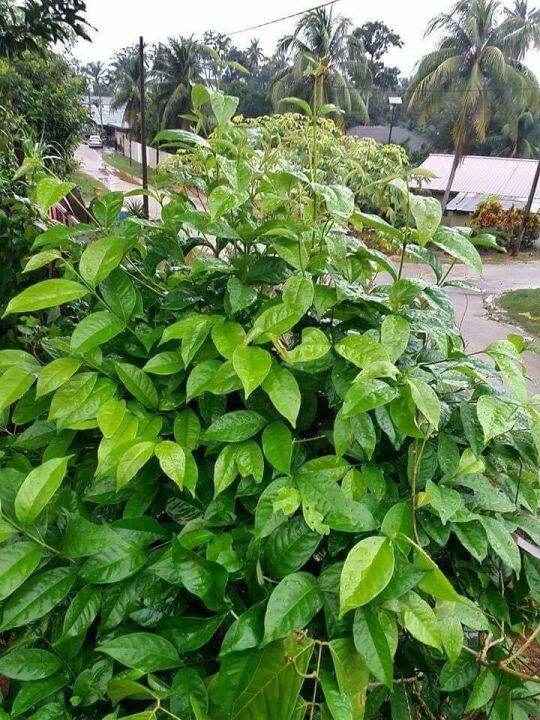 Pokok serai kayu | Lazada