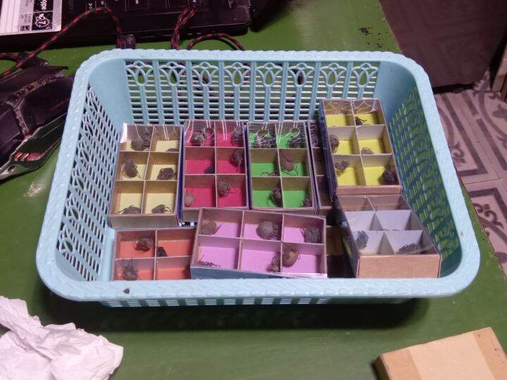 lalagyan with gagamba 6pcs | Lazada PH