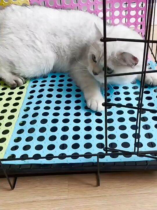 alas kaki hewan alas kandang anjing alas toilet kucing bisa disambung ...