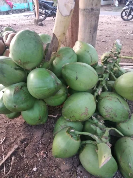 buah kelapa muda per biji | Lazada Indonesia