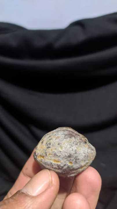 muncang adu jayanti big size mentahan | kemiri aduan jayanti mentahan ...