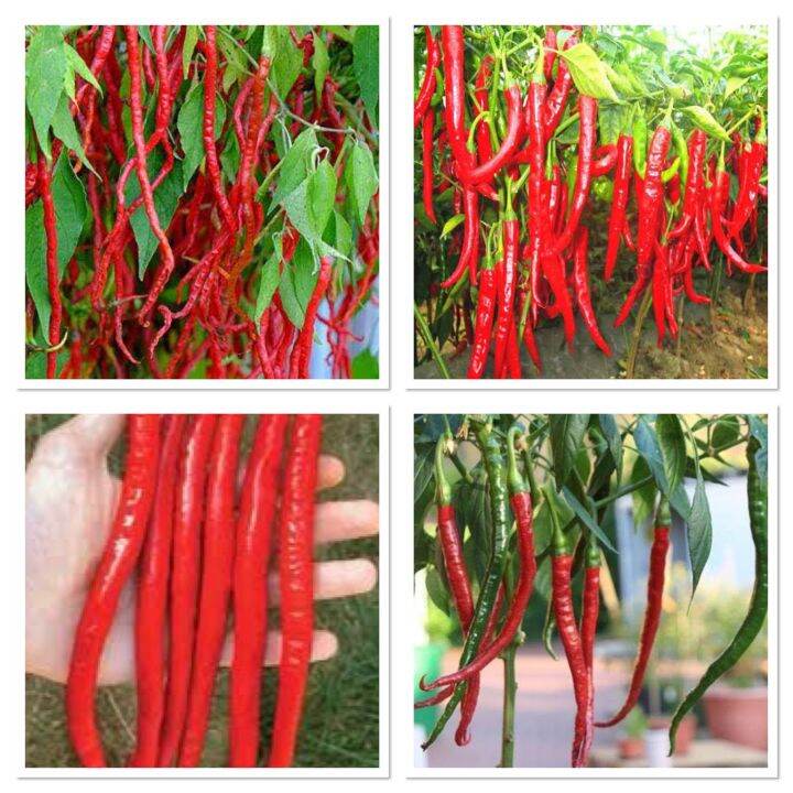 เมล็ดพันธุ์ พริกโจลอง (Jo Long Pepper Seed) บรรจุ 500 เมล็ด | Lazada.co.th
