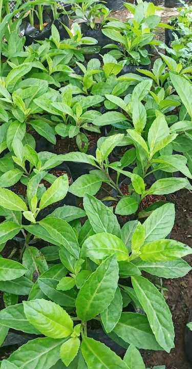 Ashitaba Plants | Lazada PH