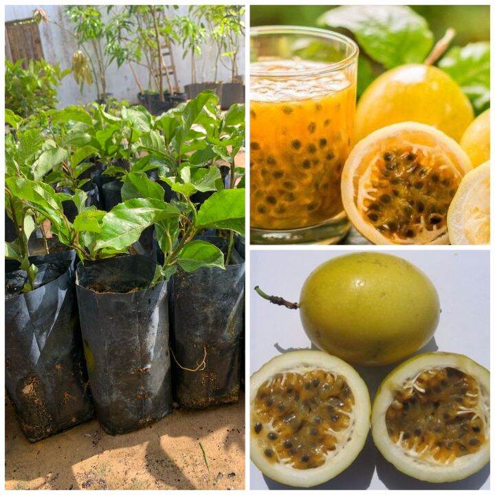 Anak pokok markisa kuning/golden passion fruit | Lazada